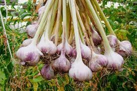 Why Eat 4 Cloves of Garlic a Day? - Healthylifestyle