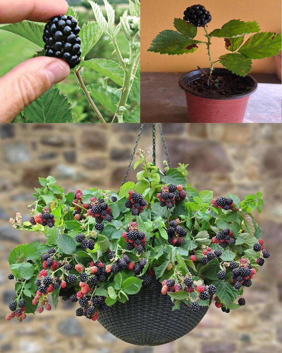 How to grow blackberries at home in pots - Healthylifestyle