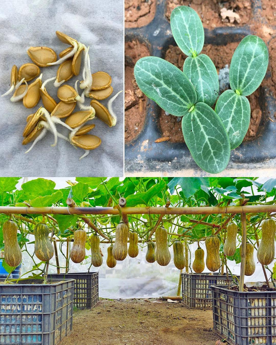 How to Grow Pumpkins at Home in Containers - Healthylifestyle