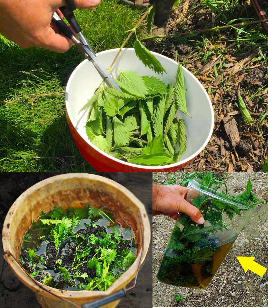 The Importance of Nettle Fertilizer and Insecticide: Making and Using ...