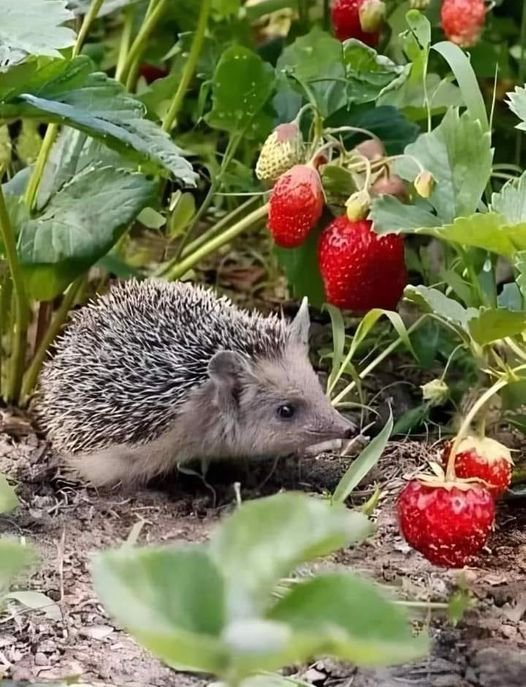 Put a Hedgehog House to Attract Hedgehogs for Your Garden ...